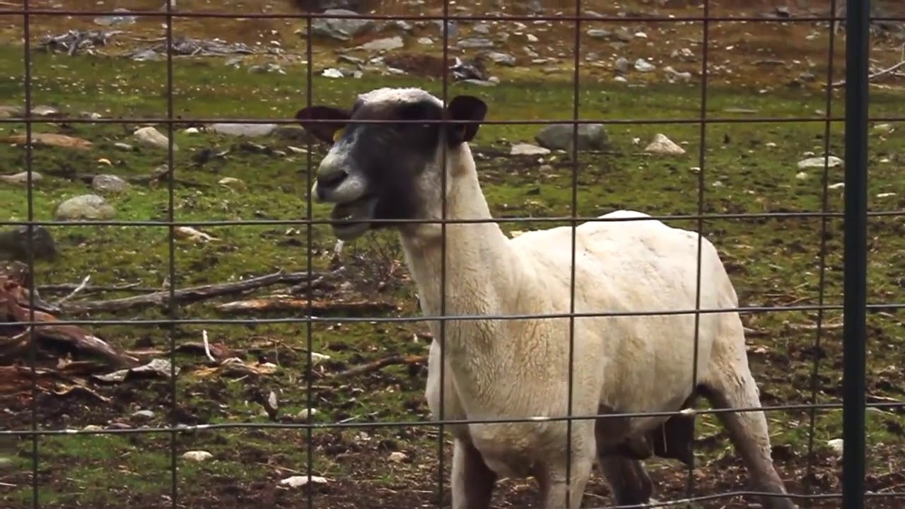 The Screaming Sheep Original Upload720P 60FPS - YouTube