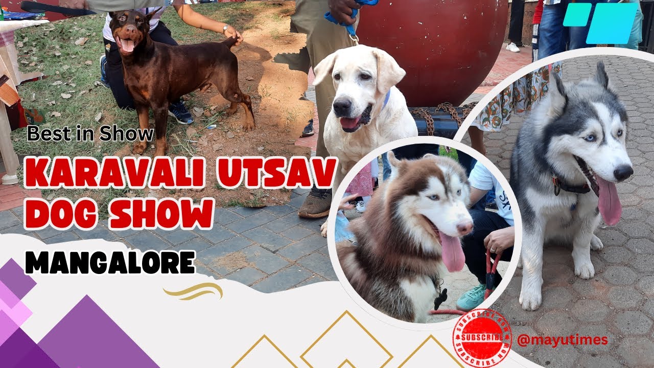 Best in Show: Karavali Utsav Dog Show Mangalore 2025! 🐕 - YouTube
