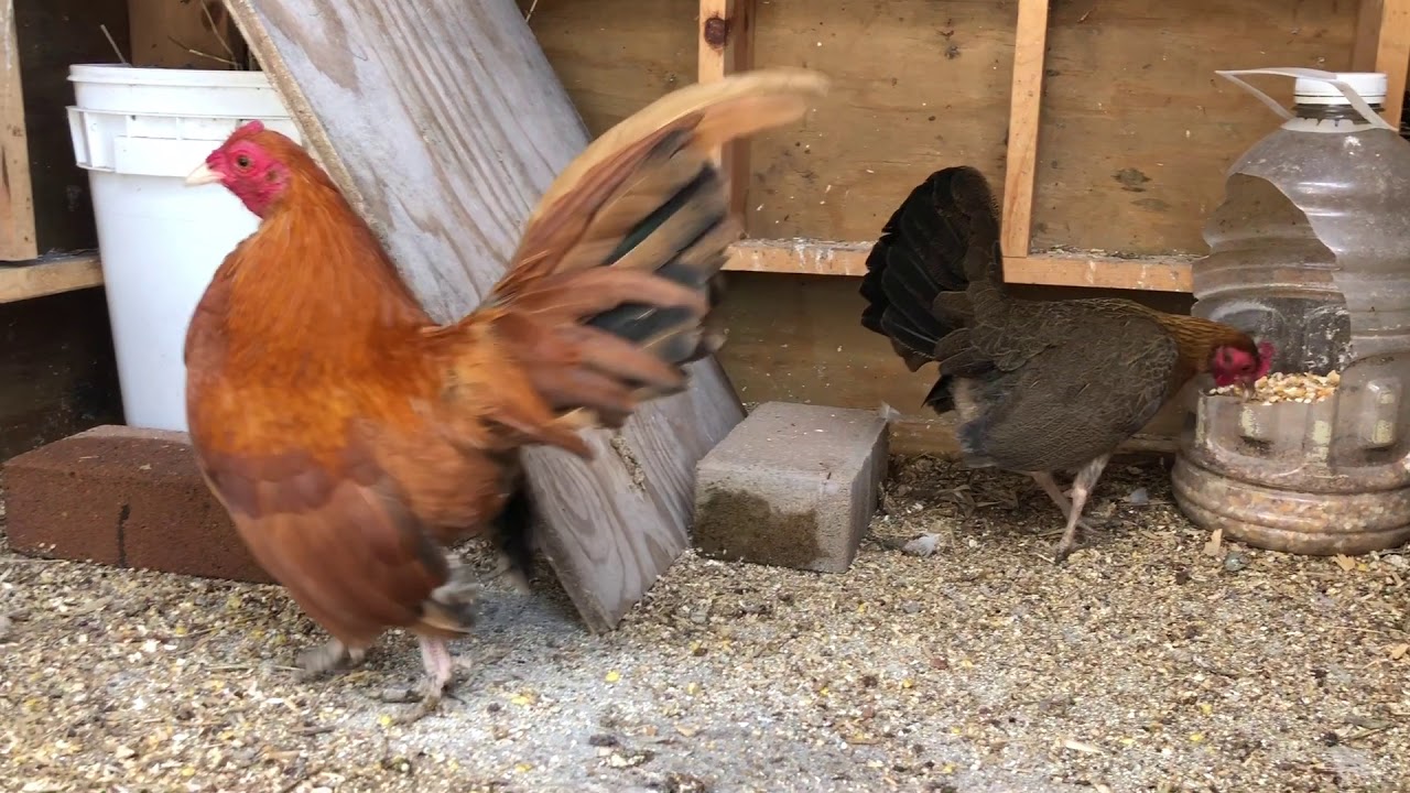 Qaib Dib - Old English Game Bantam (OEGB) - Pumpkin - YouTube