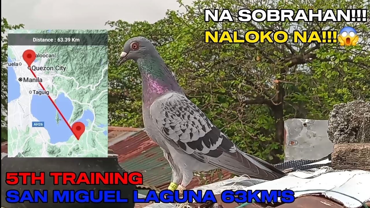 5TH TRAINING SOUTH RACE 24-25 | SAN MIGUEL LAGUNA 63KM'S, JUSKO PO NA ...