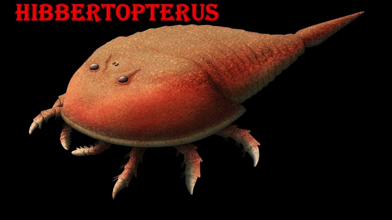 hibbertopterus - YouTube