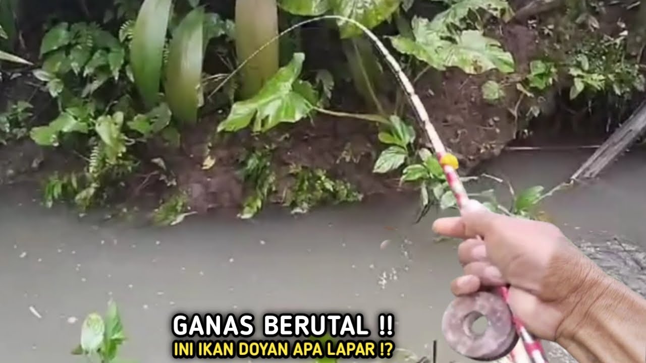 LEBAR PARIT SEJENGKAL!! TAPI IKAN NYA BABON! MANCING LIARAN DI BINJAI ...