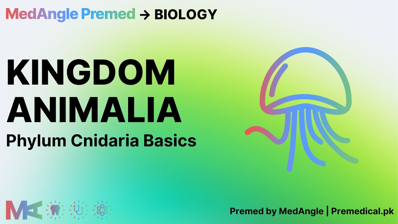 Kingdom Animalia - Phylum Cnidaria Basics | Premed by MedAngle - YouTube