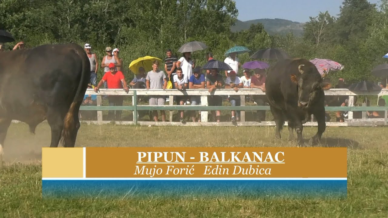 PIPUN - BALKANAC, VUČIPOLJE BUGOJNO 2023, KOD PET JARANA - YouTube