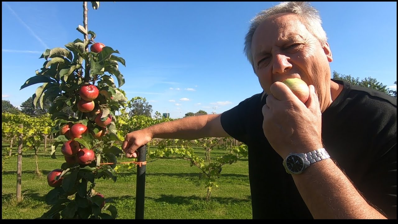 NAIIBANG PUNO NG MANSANAS. Belgian- Filipina life. - YouTube