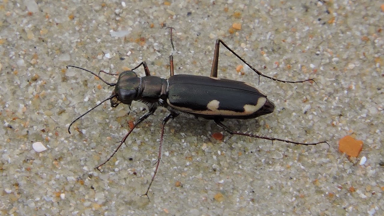 Beetle watch: Hypaetha biramosa tiger beetle scavenging on the beach ...