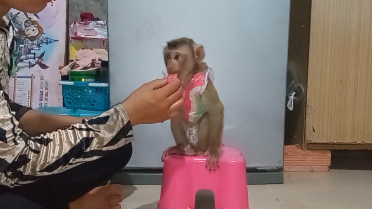 Mom feeding watermelon for monkey Ella/ baby Ella happy to eat with mom ...