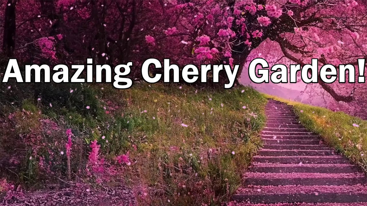 Beautiful Japanese Music - Cherry Blossom - Relaxing Japanese Koto ...