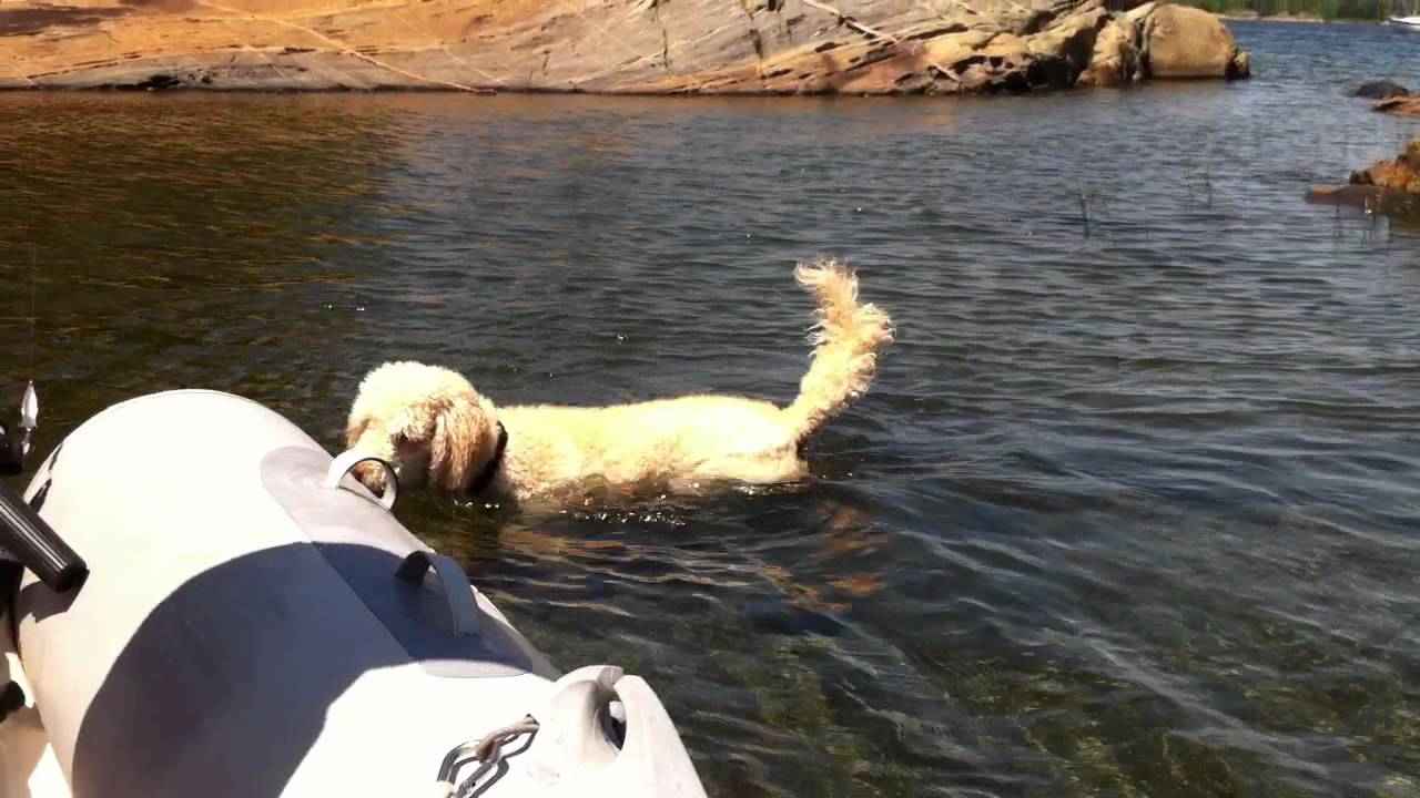 Bailey ... swimming ?! - YouTube