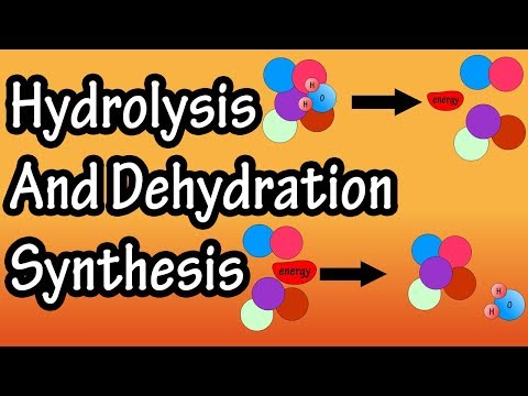 When Does Hydrolysis Occur In Metabolism