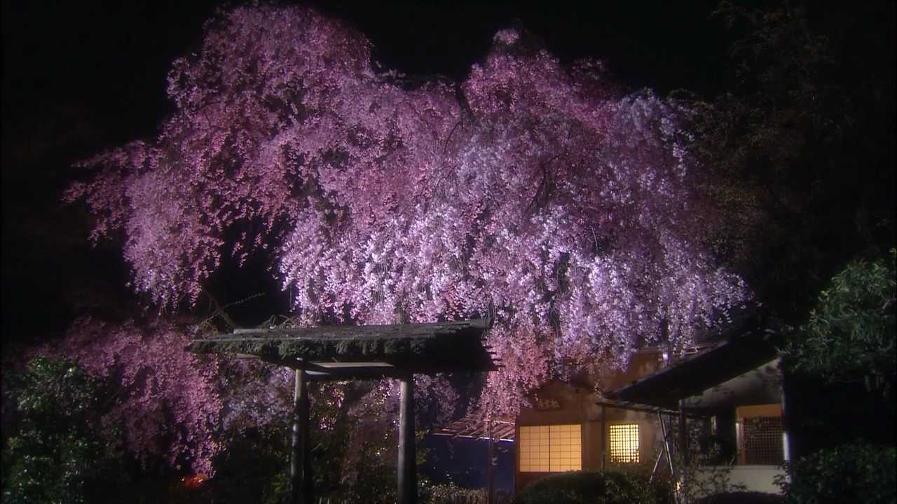 Yozakura (Blooming cherry-trees) - 2/4 - YouTube