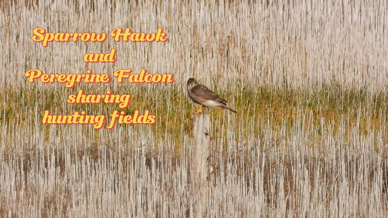 Sparrow Hawk and Peregrine Falcon sharing hunting fields - YouTube