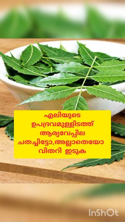 എലിയുടെ ഉപദ്രവം ഇല്ലാതാക്കാം ഒരു സിംപിൾ ടെക്നിക്ക് Mouse Trap At Home