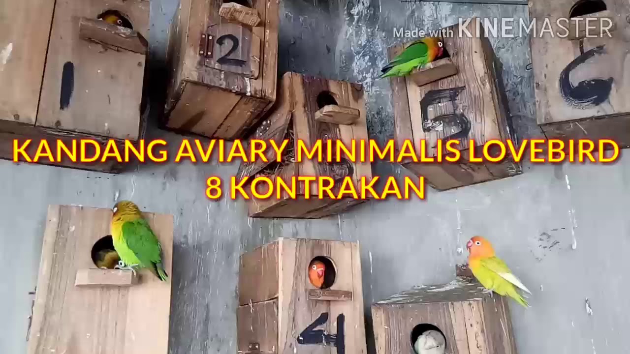 KANDANG AVIARY MINIMALIS LOVEBIRD 8 KONTRAKAN - YouTube