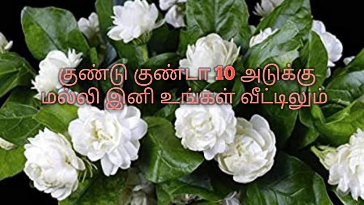 Rose malli maitanance#kundu malli#10 adukku malli#door#delivery#online# ...
