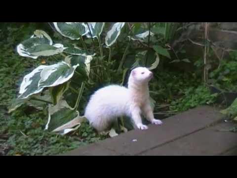 Five Things Ferrets do Best - YouTube