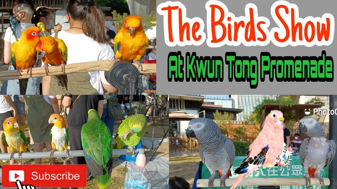 The Birds Show At Kwun Tong Promenade@felyganzagan2822 - YouTube