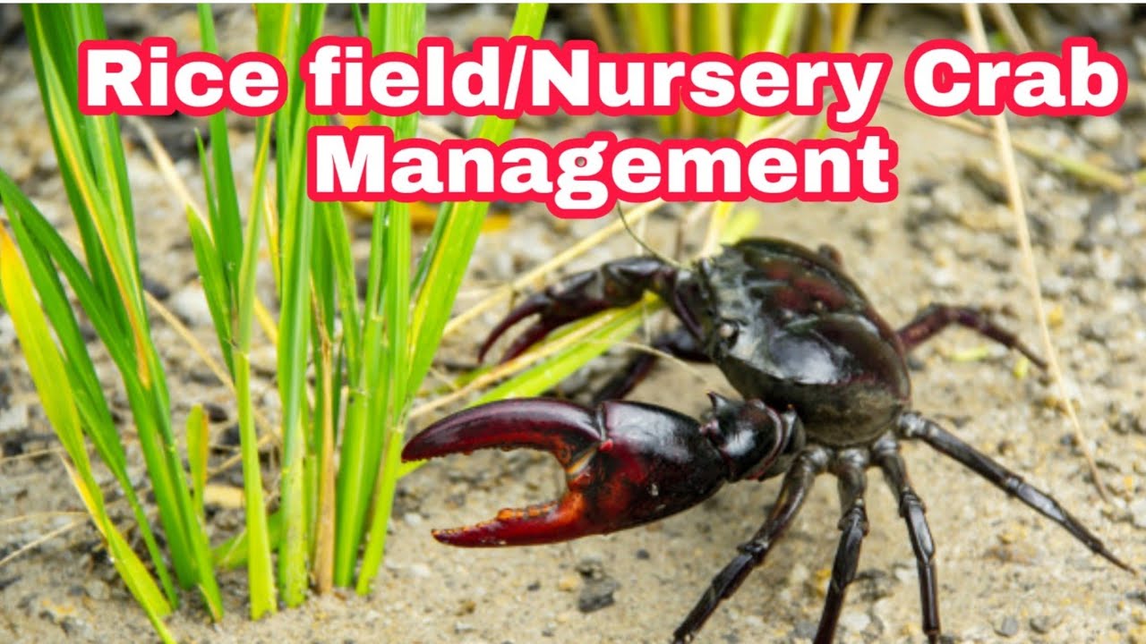 Rice Field/Nursery Crab Management | Rice Crab Pest After First Rain ...
