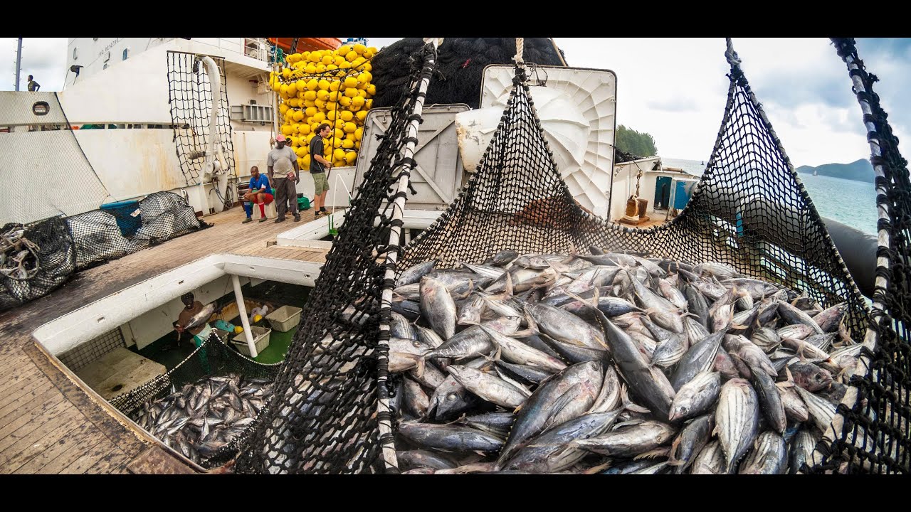 Deep Sea Fishing Adventure: Catching Big Fish from a Boat | Fishing ...