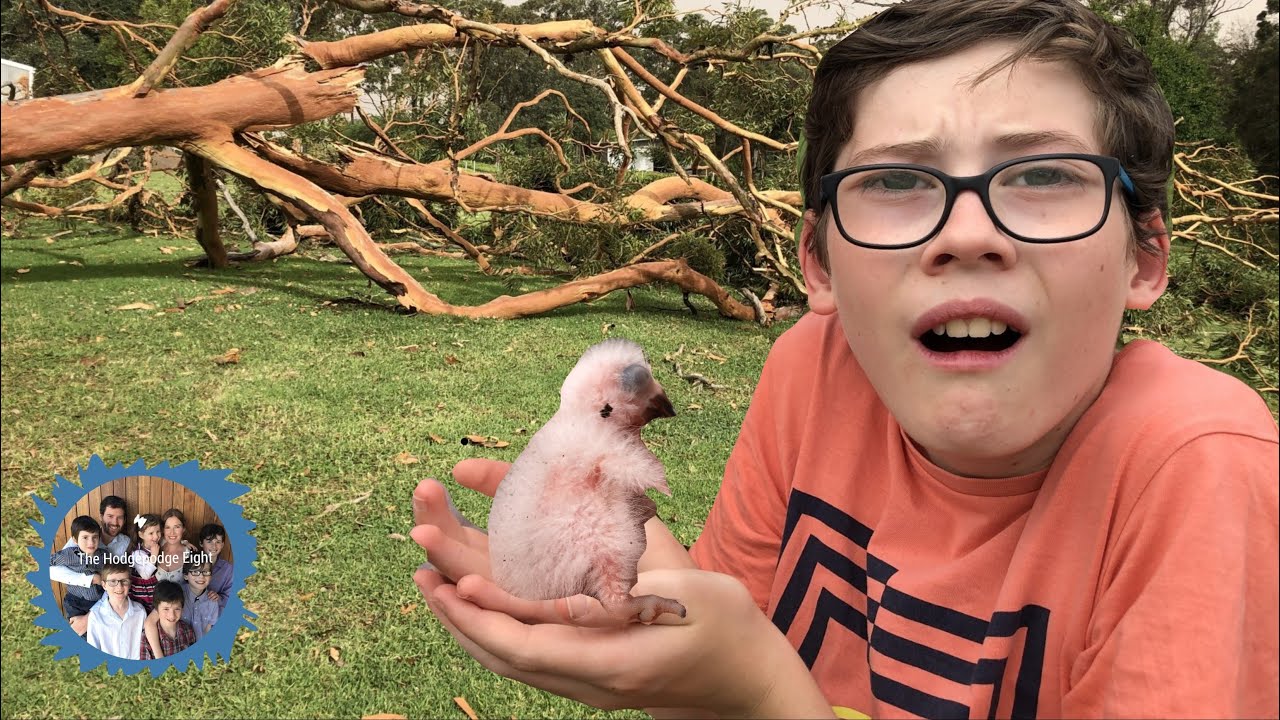 *ANIMAL RESCUE* Kids find Baby Bird in Fallen Gum Tree - YouTube