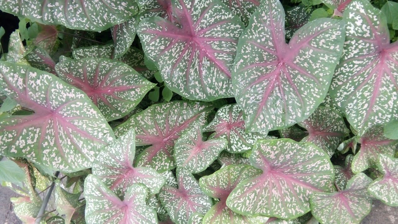 bunga Talas bermotif pelangi - YouTube