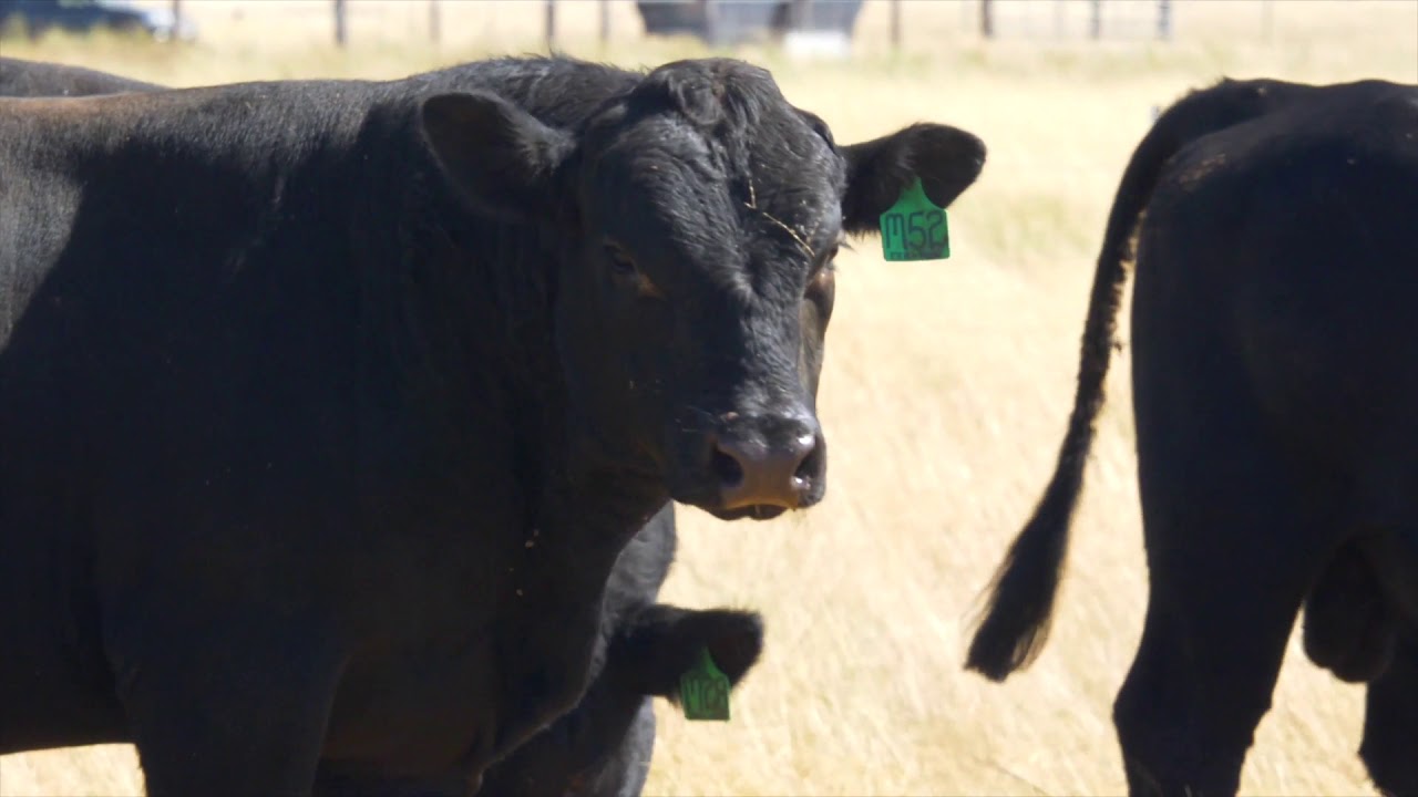 Producer Bull Selection Criteria Preferences - YouTube