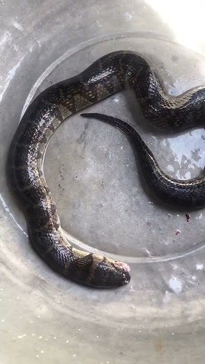 Kitty and big Python 🐍 - YouTube