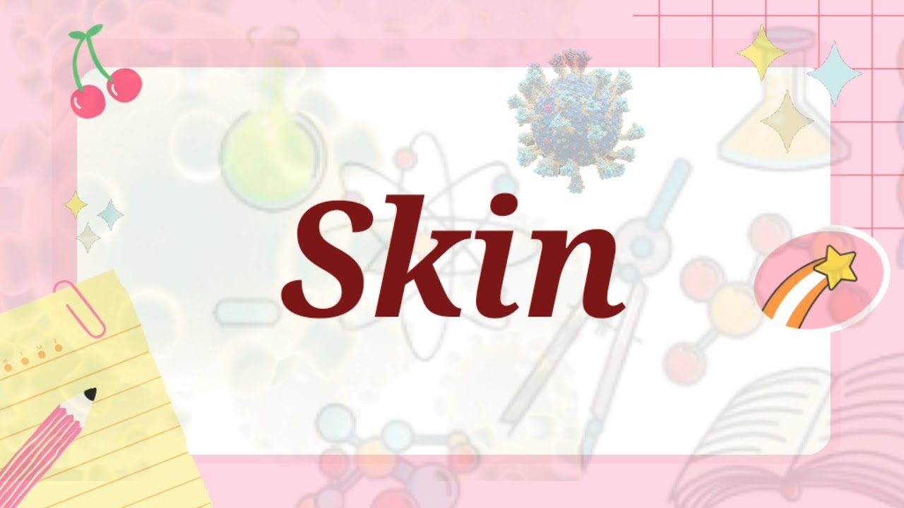 Skin Notes #humanbiologylibrary#medicaleducation#biologymcqs - YouTube