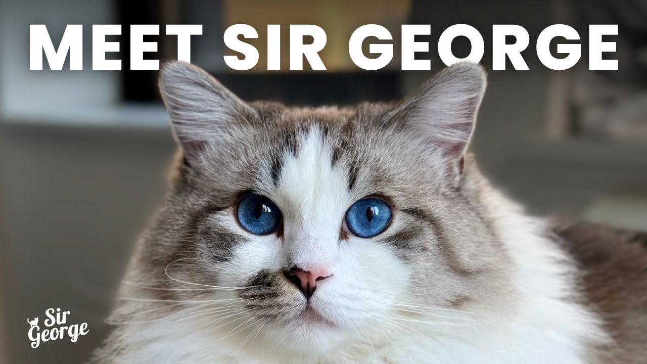 Get to Know Sir George | Sir George the Ragdoll - YouTube