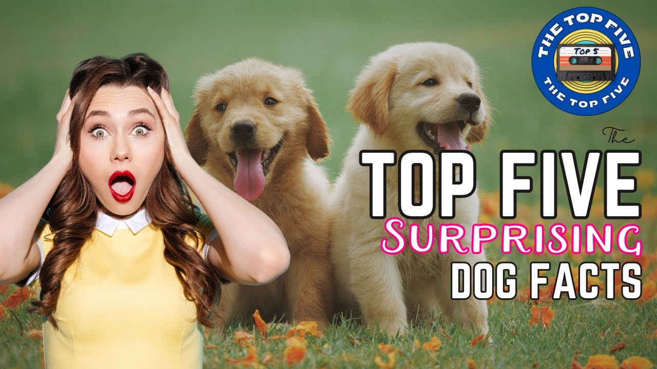 Unraveling the Mysteries of Man's Best Friend: Top 5 Surprising Dog ...