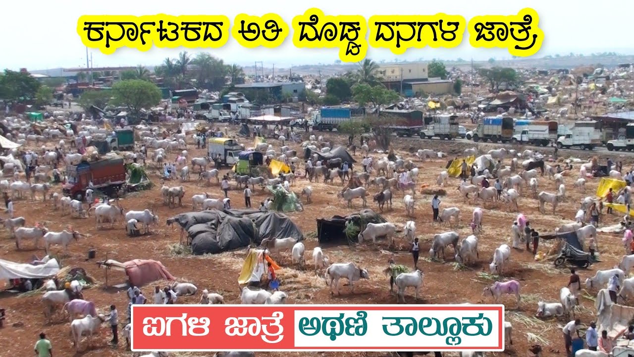 Aigali jatre - Karnataka's largest cattle fair #khillar #khillarbull ...