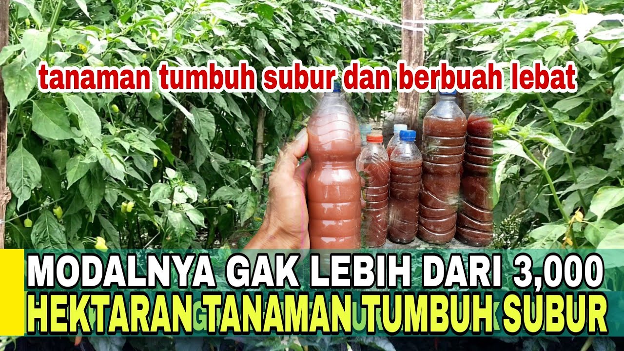 HEKTARAN TANAMAN TUMBUH SUBUR MENGGUNAKAN PUPUK INI || FOTOSINTESIS ...
