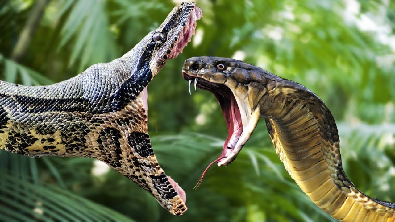 कौन जीतेगा RUSSEL VIPER VS BLACK MAMBA | Snake Fight - YouTube
