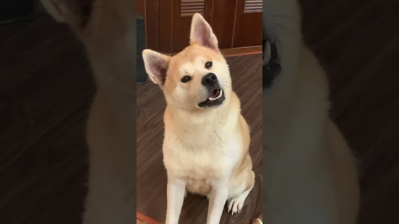 Funniest Shiba Inu Compilation #1 - Best Shiba Videos #Shorts - YouTube