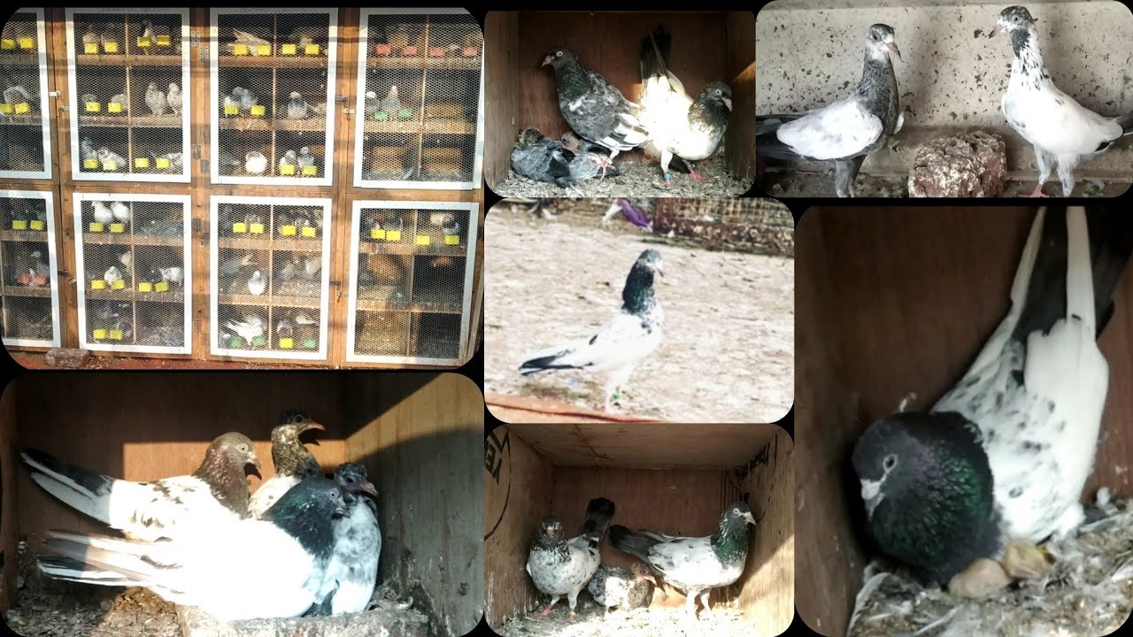 Breeding Progress and New Breeding Pair @ SA Pigeon Loft. - YouTube