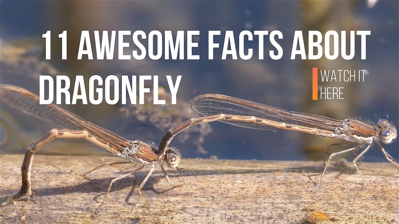 11 Awesome Dragonfly Fun Facts - Fossil Dragonflies wingspan size of up ...