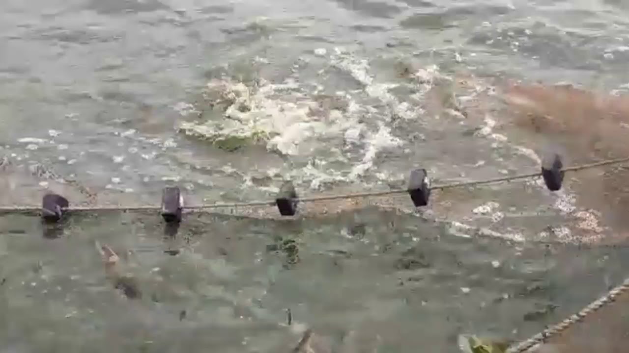 Harvesting of the Pangasius from the natural pond - YouTube