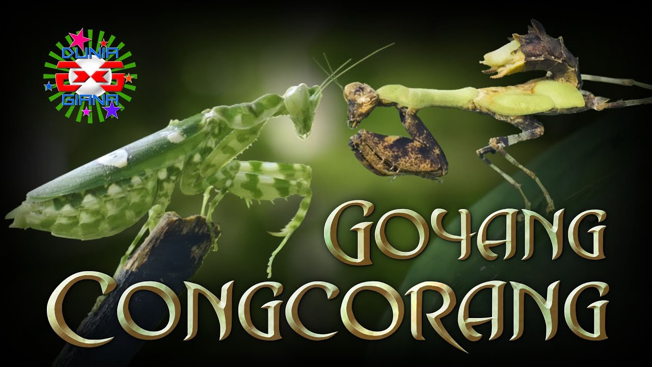 Goyang Congcorang - YouTube