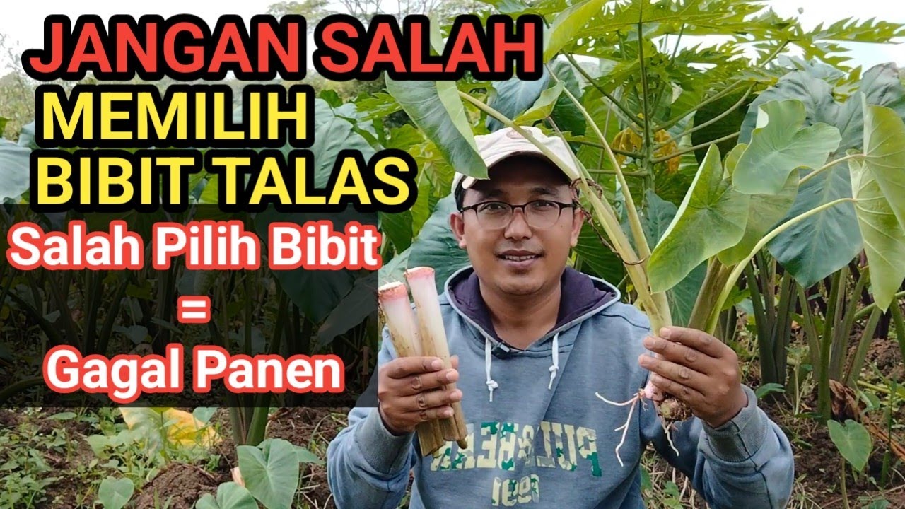 CIRI-CIRI BIBIT TALAS PRATAMA YANG LAYAK DITANAM, DAN MENGHASILKAN UMBI ...