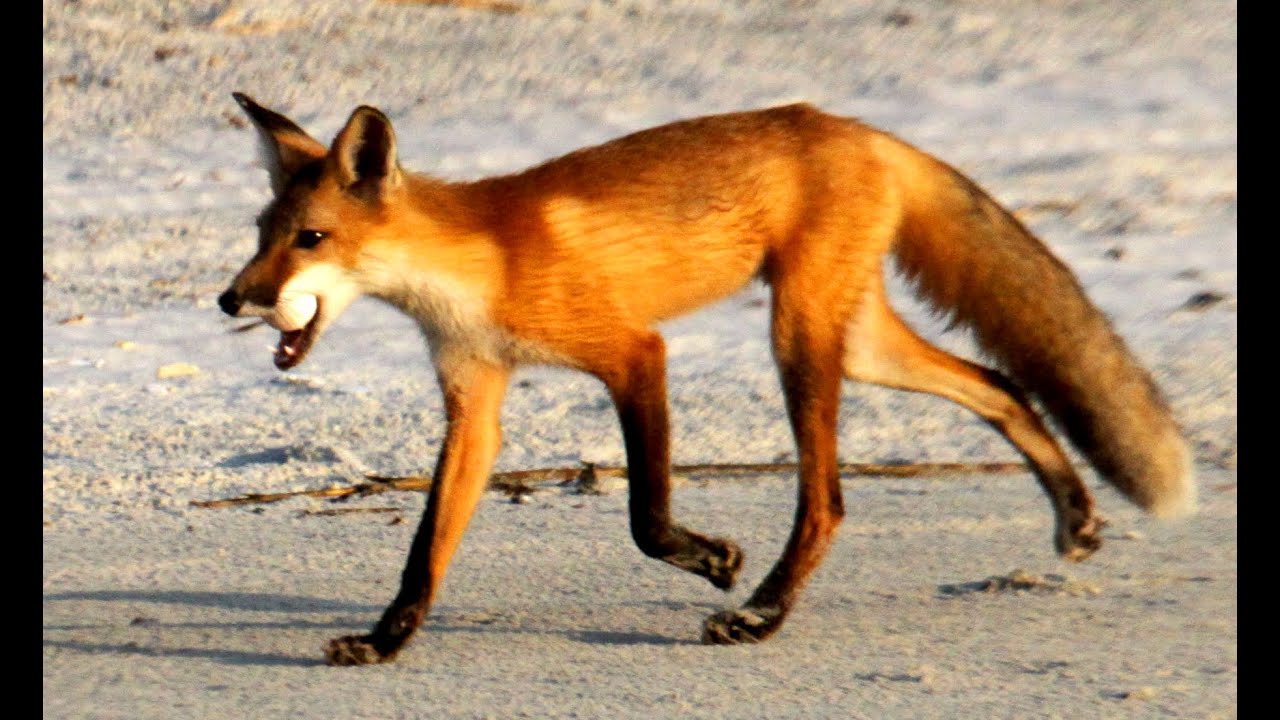 Fox Raids Sea Turtle Nest - YouTube