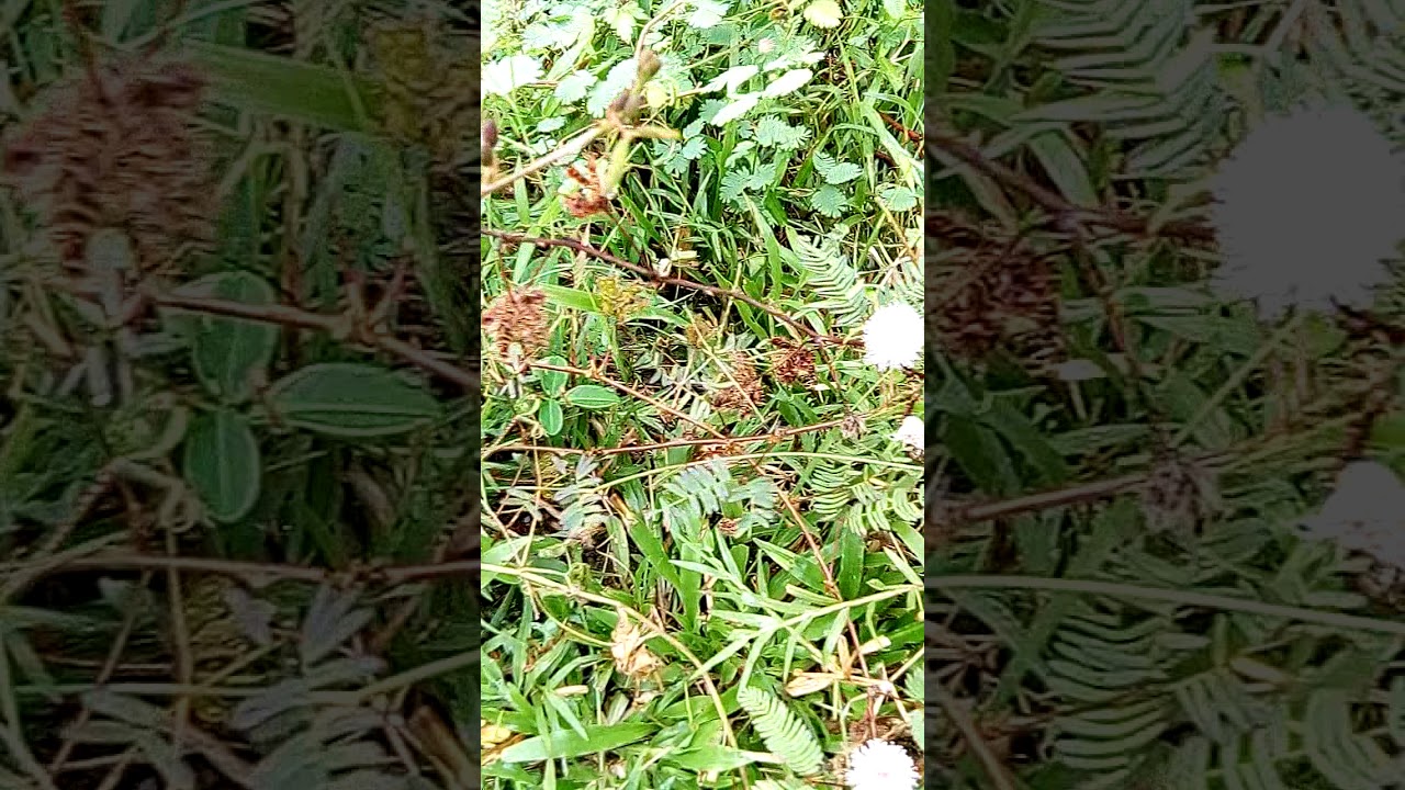 Duri semalu...cantikkan bunga dia - YouTube