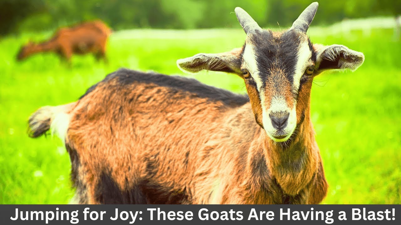 Jumping for Joy: These Goats Are Having a Blast! || Pet Peek - YouTube