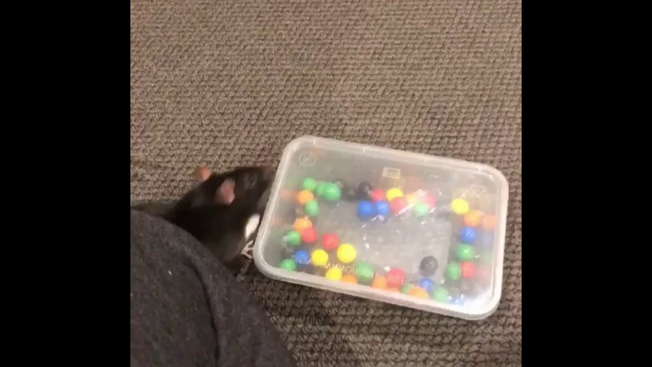 Cheeky Gravy the pet rat steals m&ms - YouTube