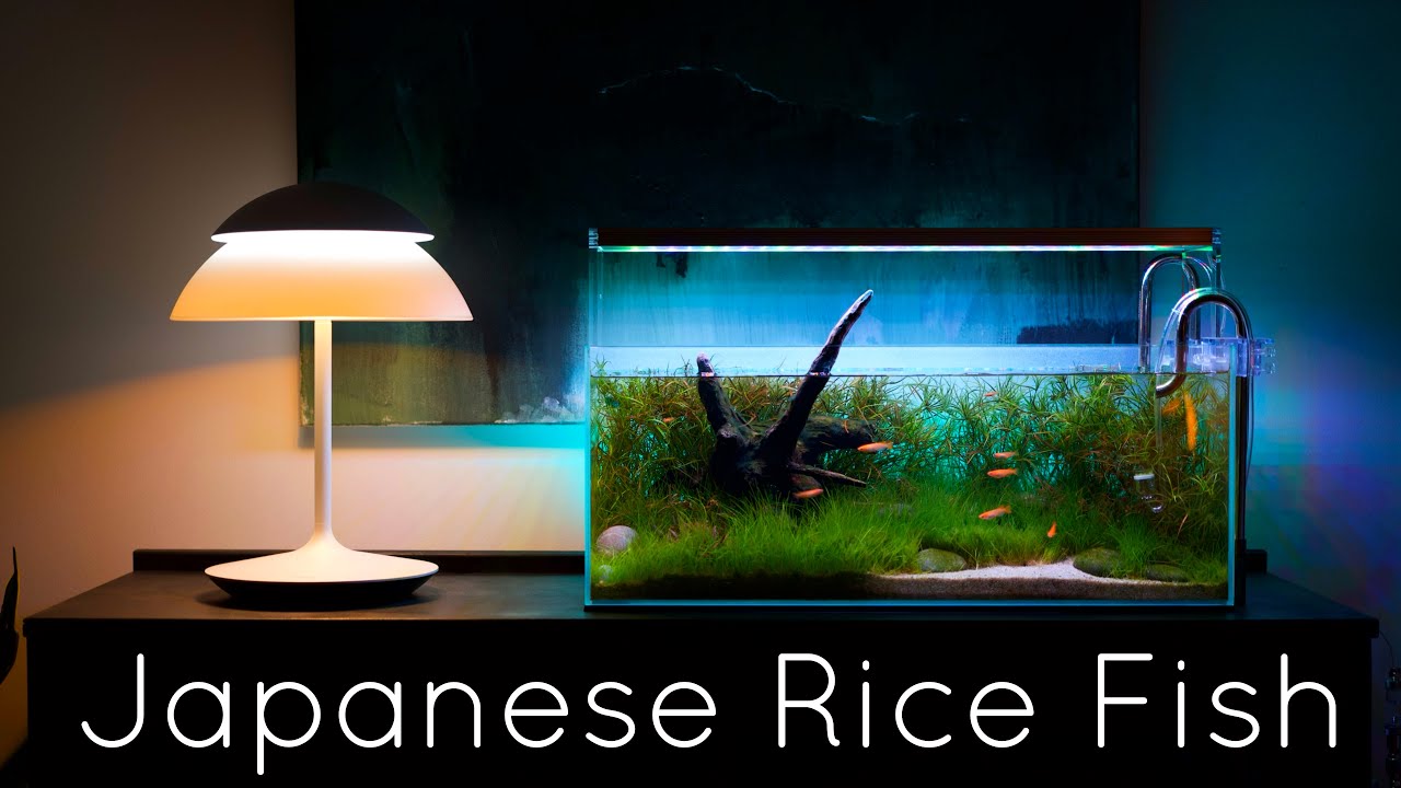 Japanese Rice Fish, Amano Shrimp, and Assassin Snails - YouTube