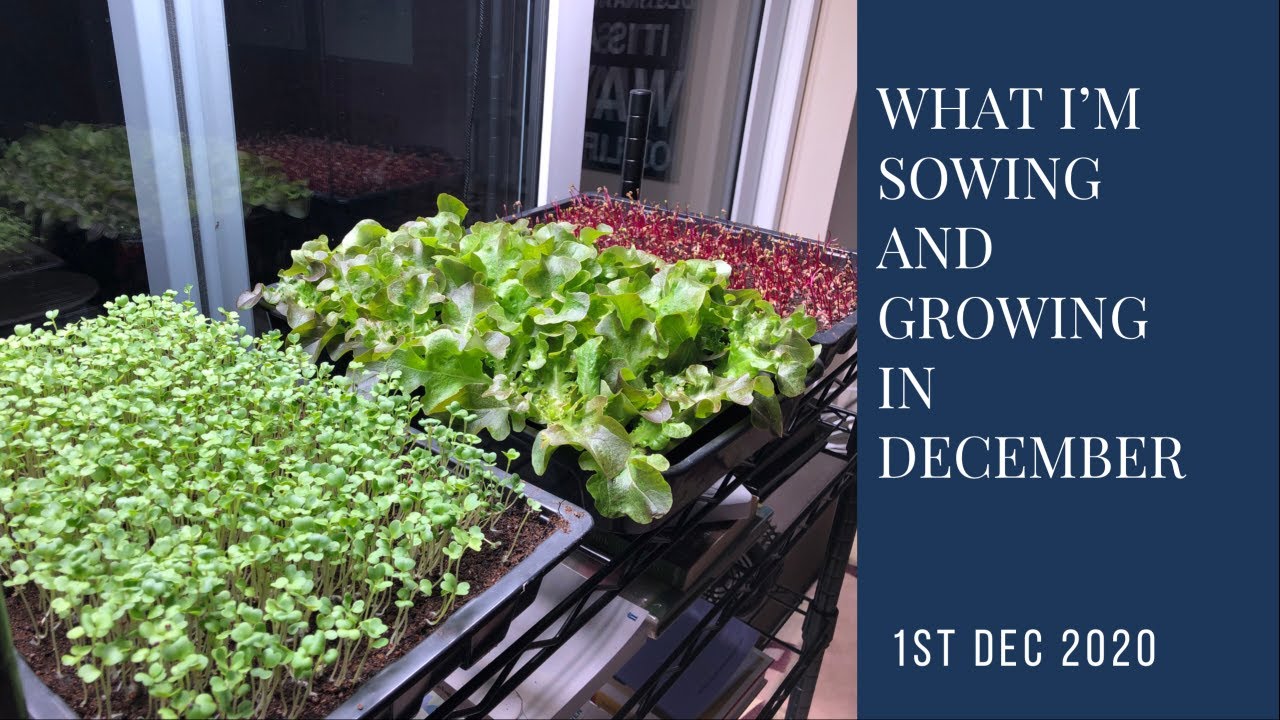 What I'm sowing and growing in December | what to grow in winter ...