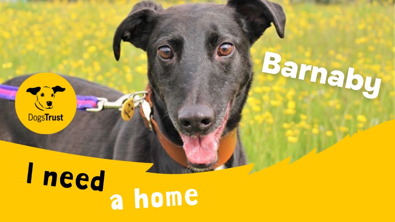 Barnaby the lovely Lurcher | Dogs Trust Newbury - YouTube