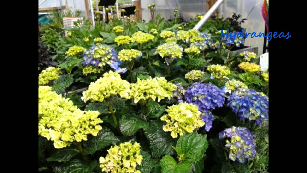 Corton Plants May 2014 - YouTube