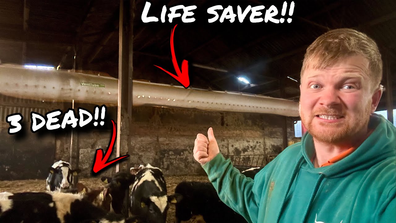 THREE DEAD!... MY WORST DAY ON THE FARM NEVER TO HAPPEN AGAIN!!! | Tom ...