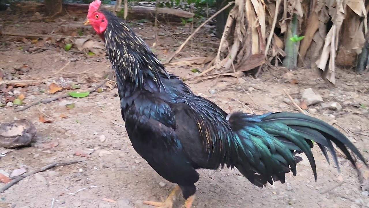 Feeding And Playing With Young Friendly Roosters After Work - YouTube