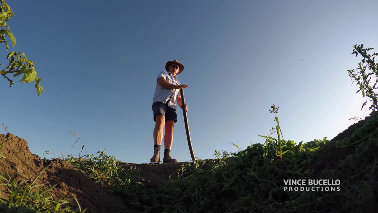 Southern Cotton 2016 Season - YouTube